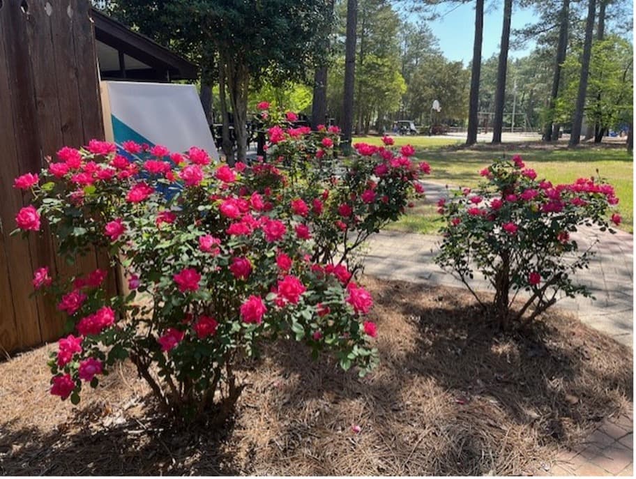 Newsletters | Sycamore Lodge Resort May Newsletter, 2025